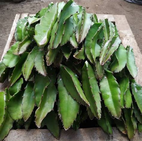 Stek Batang Buah Naga Merah Batang Naga Pohon Buah Naga Tanaman Hias