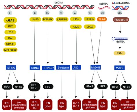 DNA Sensors And Their Adaptor Proteins Involved In Innate Immune