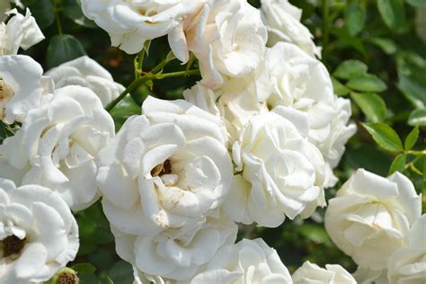 Fotos gratis naturaleza flor pétalo arbusto rosado flora fondo