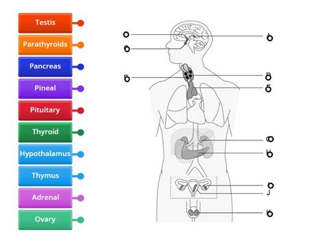 Endocrine Glands Labelled Diagram