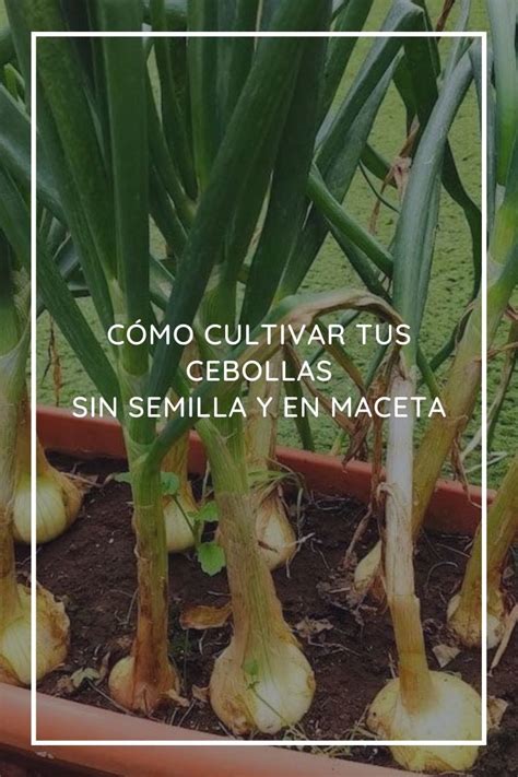 Cómo cultivar tus cebollas sin semilla y en maceta TDI Colombia