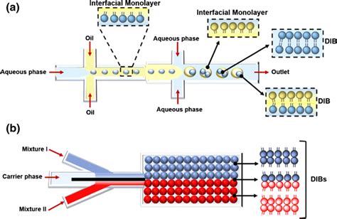Strategies For Generating Droplet Interface Bilayer DIB Networks
