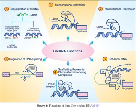 [pdf] long non coding rnas and their “orchestration” in cancers semantic scholar