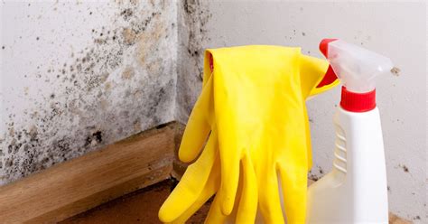Como tirar mofo do guarda roupa tudo que você precisa saber para