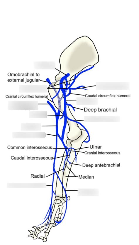 Thoracic Limb Veins Diagram Quizlet