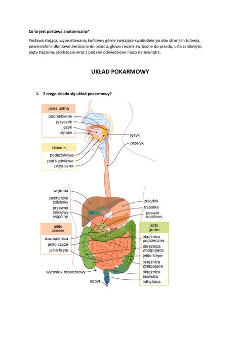 Uk Ad Pokarmowy Kopia Co To Jest Postawa Anatomiczna Postawa