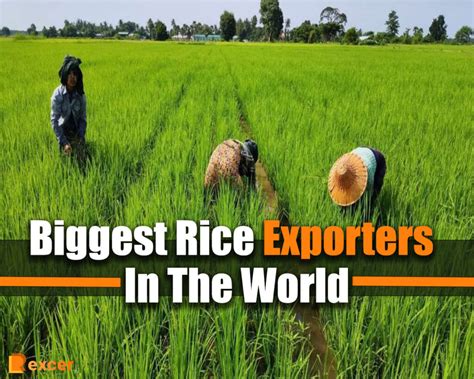 Biggest Rice Exporters In The World