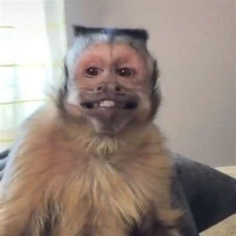 Pin By Franco Albear On Monito Funny Monkey Pictures Cute Monkey