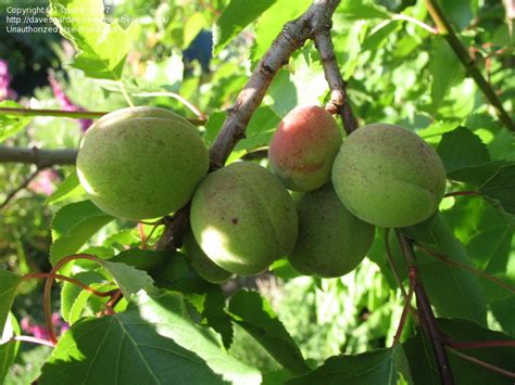 Plantfiles Pictures Apricot Blenheim Royal Prunus Armeniaca By