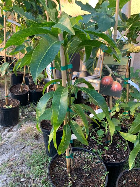 Coconut Cream Mango Tree Grafted No Shipping To California Etsy