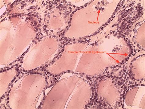 Stratified Squamous Epithelium Slide Labeled