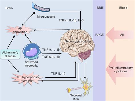 Figure 1 From Role Of Pro Inflammatory Cytokines Released From