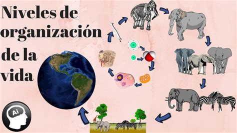 Niveles De Organizaci N De La Materia Viva Youtube