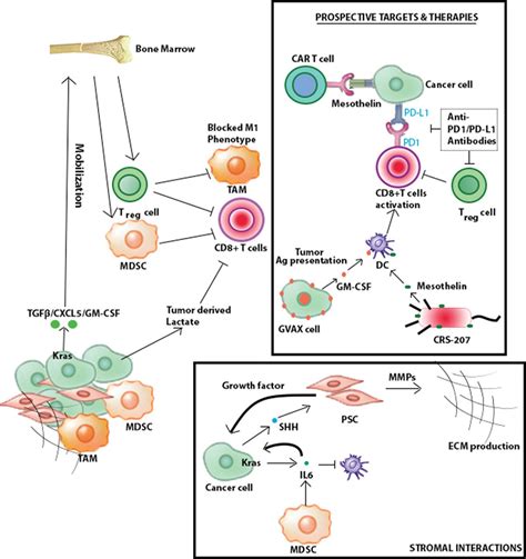 Genetics And Biology Of Pancreatic Ductal Adenocarcinoma