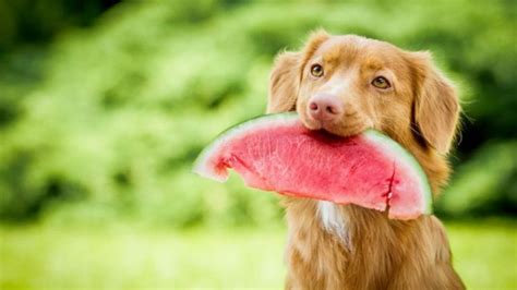 Los Perros Pueden Comer Sandía Vitaminas y Minerales