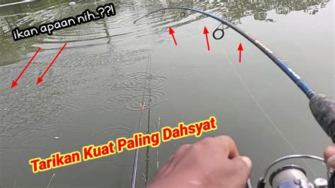 Rezeki Nomplok Ku Kira Mancing Ikan Nila Ternyata Mancing