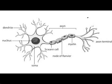 Label The Structures Of The Neuron In The Diagram The Neuro