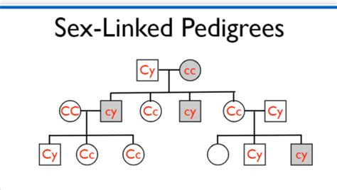 genetics sex linked inheritance flashcards quizlet