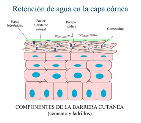 Día Mundial del Agua Todo lo que necesitas saber sobre hidratación
