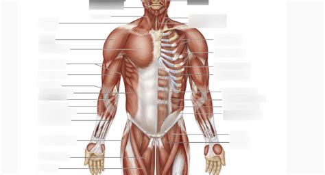 Anterior Muscles Arm And Torso Diagram Quizlet