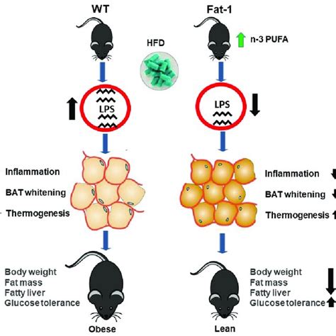 A Proposed Mechanism For The Anti Obesity Effects Of N 3 PUFAs In Fat 1