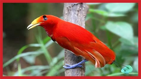 Beautiful Exotic Birds With Relaxing Music And Bird Sounds Relax