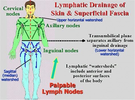 Lymphatics Flashcards Quizlet