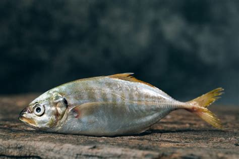 Cómo reconocer pescado fresco Características y consejos Todos a comer
