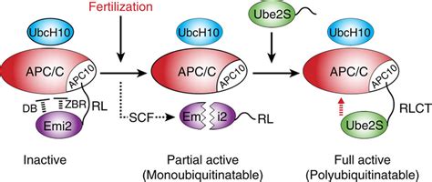 Model For The Regulation Of APC C Activity Before And After
