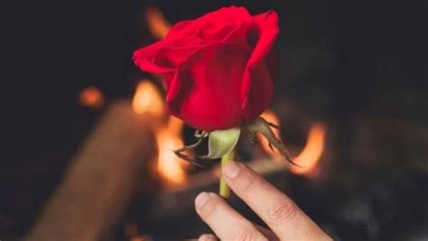 Feliz día de Sant Jordi Las mejores frases y fotos para compartir y