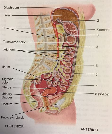 Peritoneum Diagram