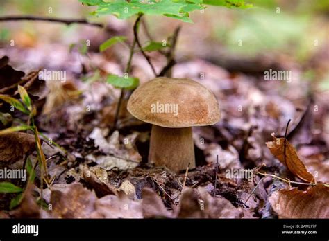 Boletus Edulis Cep Penny Bun Porcino Or King Bolete Usually Called