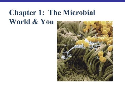 Chapter 1 The Microbial World You Microbes In