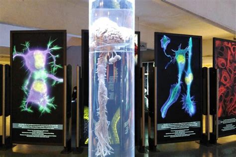 Chilango Aprende Del Cerebro El Oc Ano Y Los Planetas De La Forma