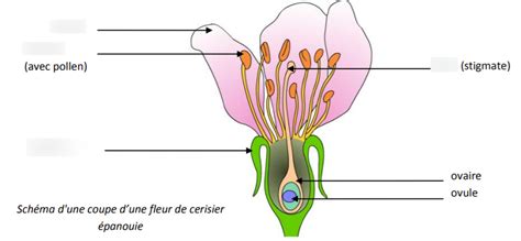 Botanique schéma de la fleur Diagram Quizlet