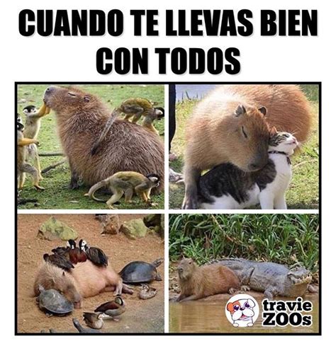 Topo Imagem Memes De Capibara Abzlocal Mx
