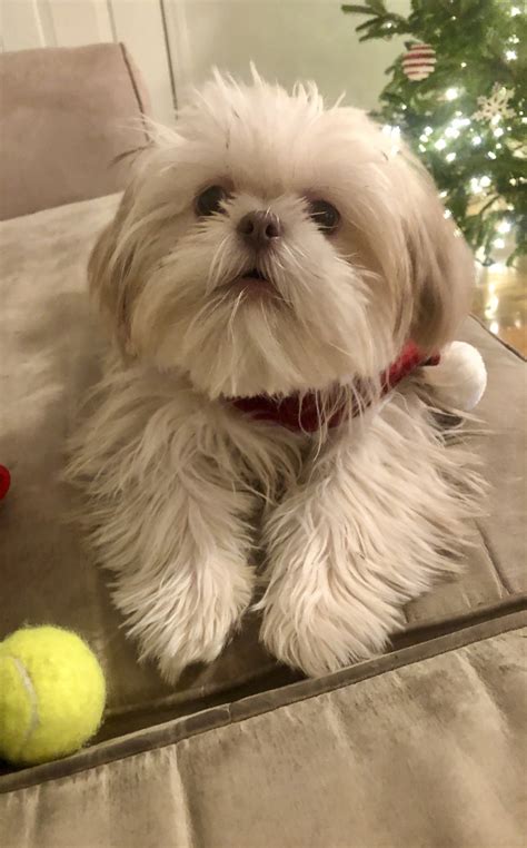 Shih Tzu Puppies For Sale Winston Salem NC 317698