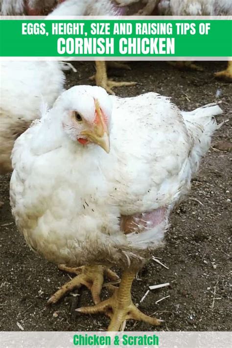 Cornish Chicken Eggs Height Size And Raising Tips