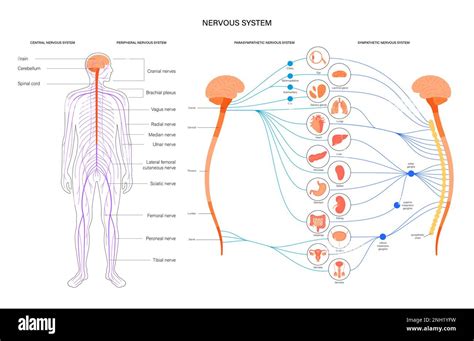 Autonomic Nervous System Illustration Stock Photo Alamy