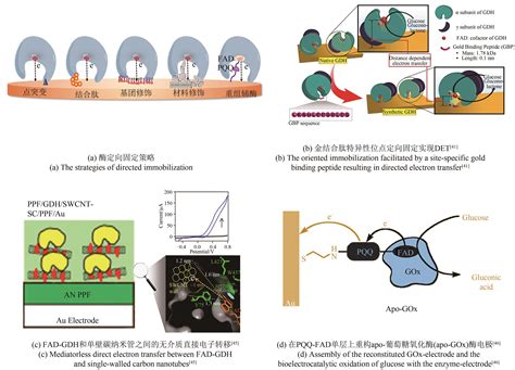 Construction And Enhancement Of Enzymatic Bioelectrocatalytic Systems