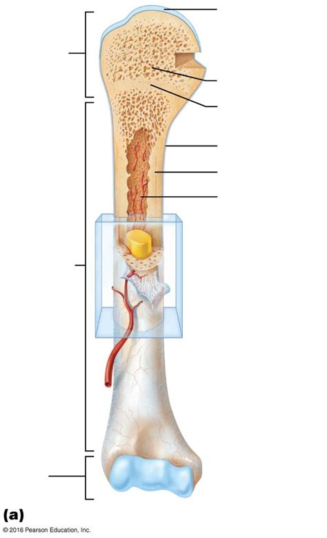 Structure Of Long Bone Diagram Quizlet