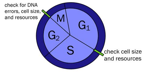 Stages Of Interphase Diagram