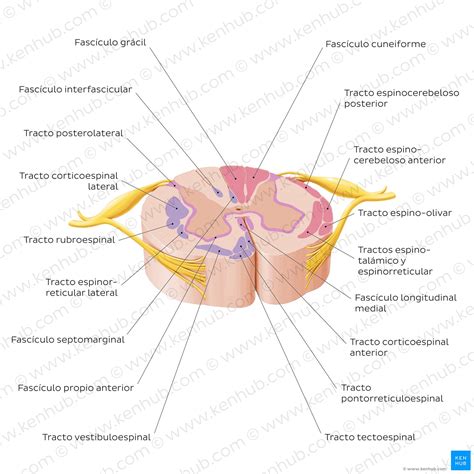 Aprende sobre la médula espinal con diagramas Kenhub