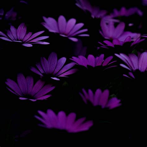 Dark Purple Aesthetic Wallpapers · 200 Images 🍇🔮🍆