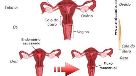 Sistema Reprodutor Masculino E Feminino Fisiologia Ucsal YouTube