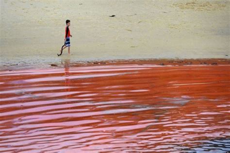Marea Roja Trae Consigo Muerte De Miles De Peces Nuevolaredo Tv