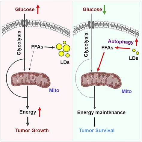 Lipid Droplets Maintain Energy Homeostasis And Glioblastoma Growth Via