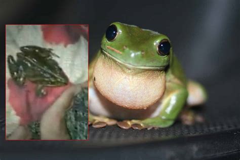Live Frog Pulled Out Of Woman S Nether Regions Stuns Social Media