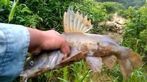 Tajur Ikan Baung Mantap YouTube