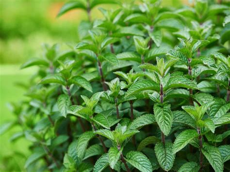 How To Grow And Care For Mint
